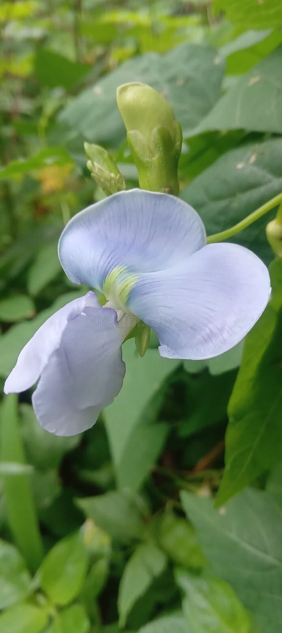 Winged Bean Flower in Sri Lanka. Stock Photo - Image of bean, lanka ...