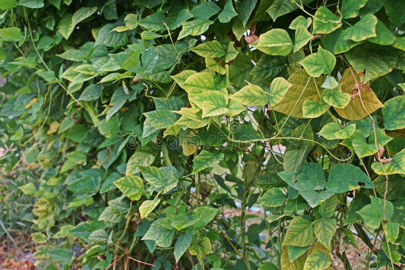 Winged Bean Leaves, Trace Element Deficiency Stock Image - Image of ...