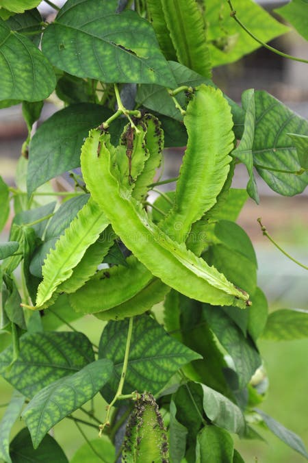 Winged Bean Plant stock image. Image of pods, bean, wing - 26171647