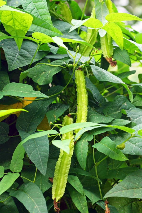 Winged Bean Plant stock image. Image of fresh, farm, diet - 34127793