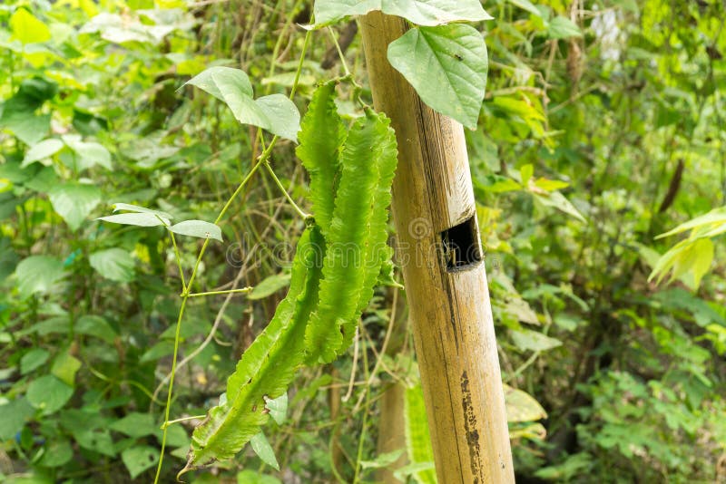 Winged Bean Plant stock photo. Image of four, winged - 98913104