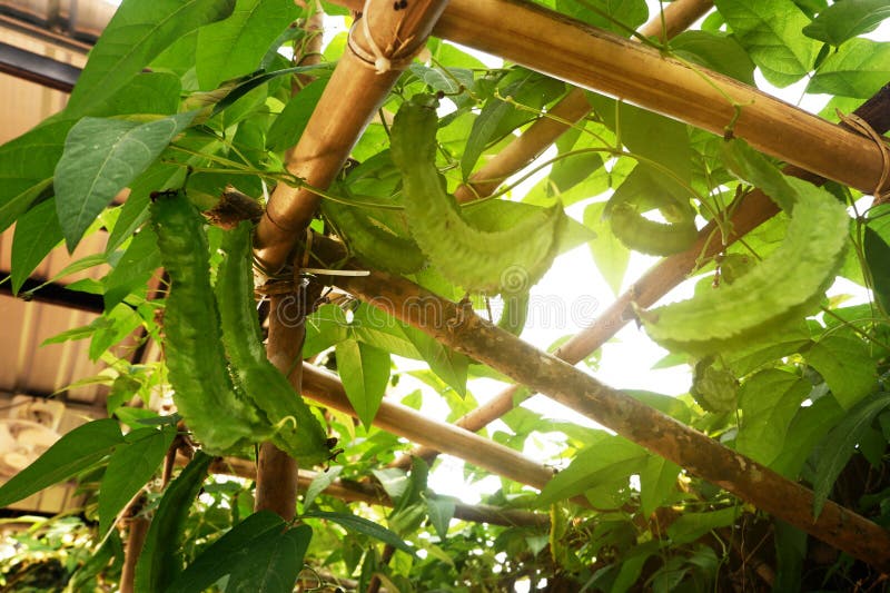 Winged Bean Plant Growing on Bamboo Trellis in a Garden Stock Photo ...
