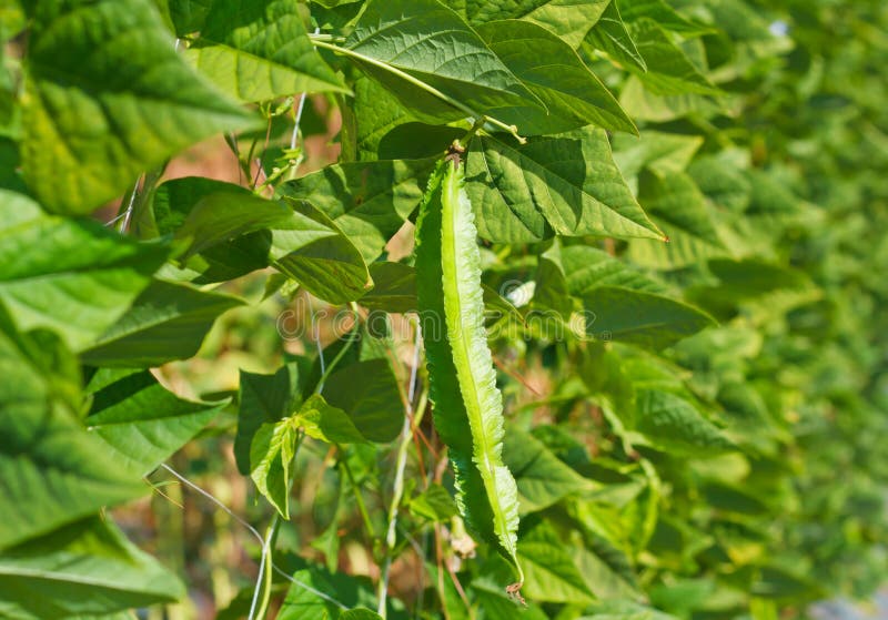 Winged Bean Plant stock image. Image of nutrition, color - 34127793