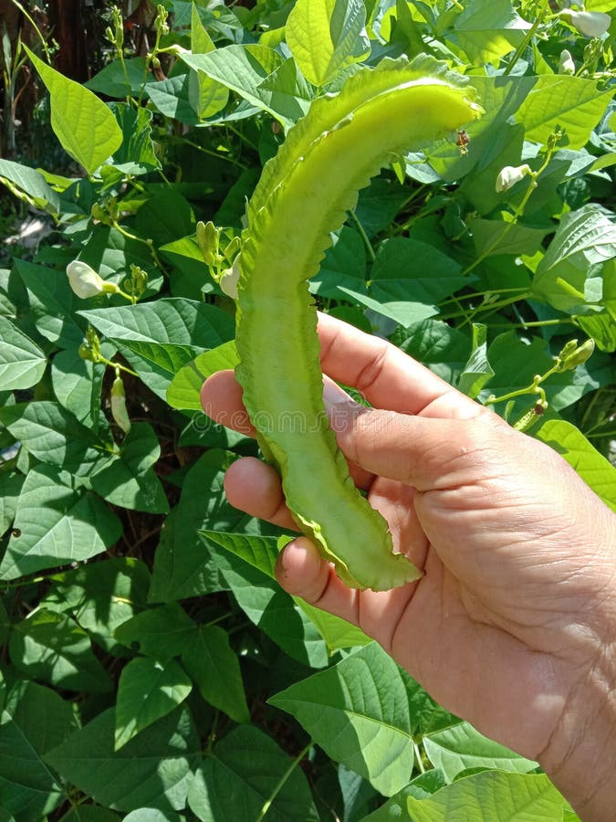 Winged bean plant stock image. Image of food, leaf, yellow - 197564181