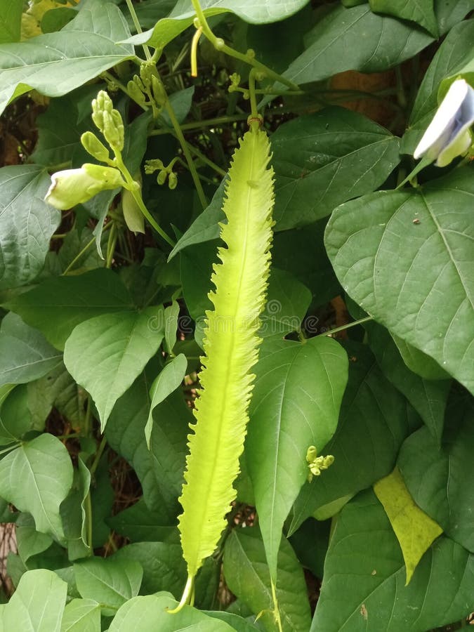 Winged Bean Tree stock photo. Image of greenleaves, leavesbackgrounds ...