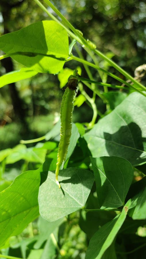 Winged Bean Vegetable in the Garden Stock Image - Image of agriculture ...