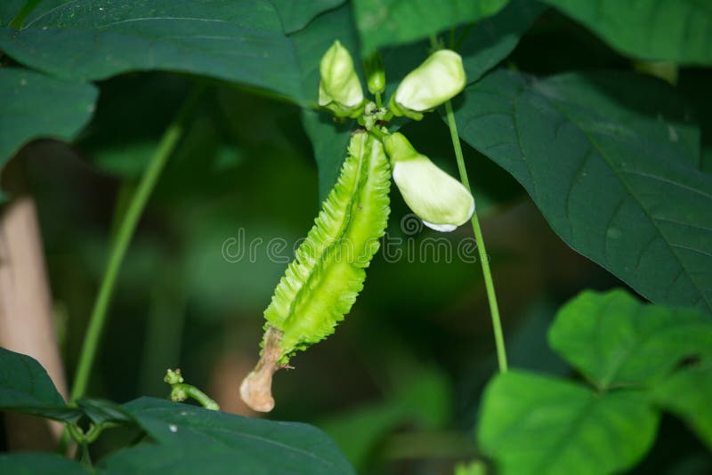 Winged Beans are Flourishing in the Backyard Stock Photo - Image of ...