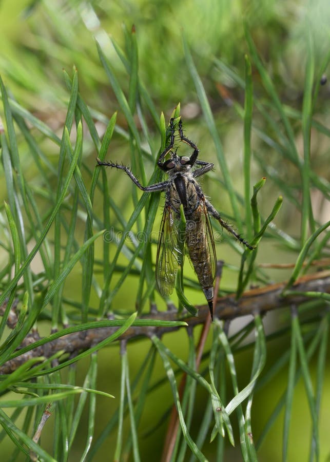 A Winged Black Insect with a Long Belly on Grass Stems in Summer Stock ...