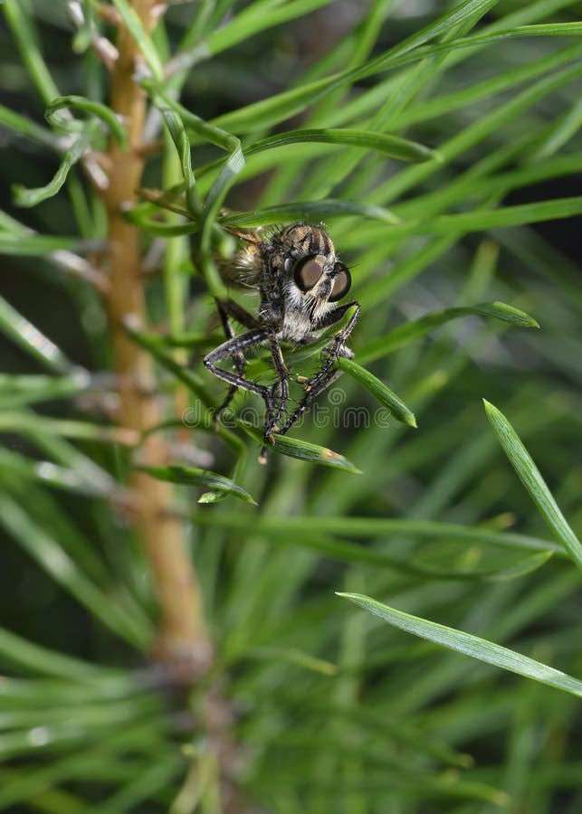 A Winged Black Insect on a Needle of a Pine Tree Branch Stock Photo ...