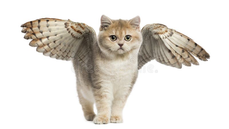 Winged cat stock image. Image of shot, standing, purebred - 39257027