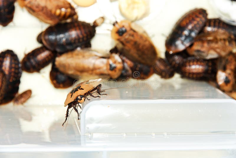 Winged cockroaches stock photo. Image of american, incesta - 43511946