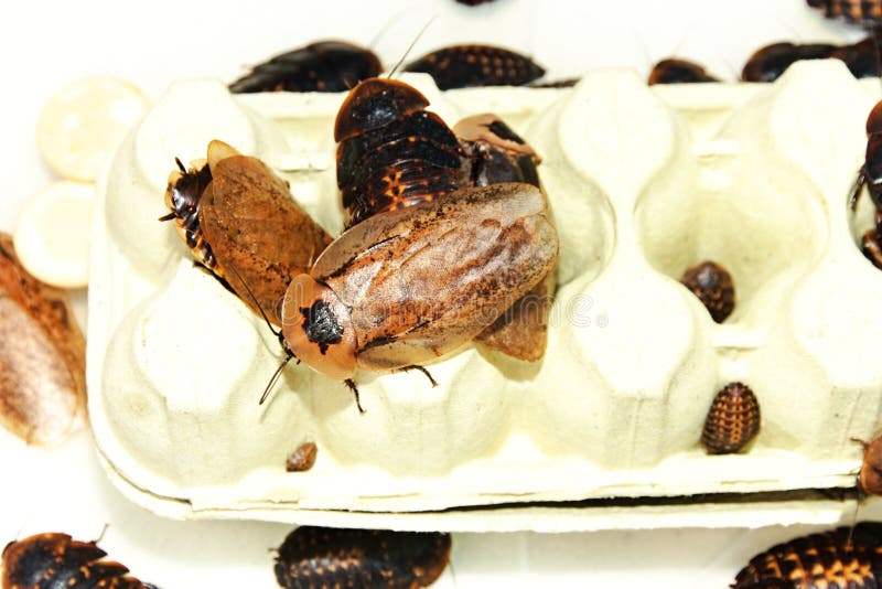 Winged cockroaches stock photo. Image of roach, guatemala - 43511992