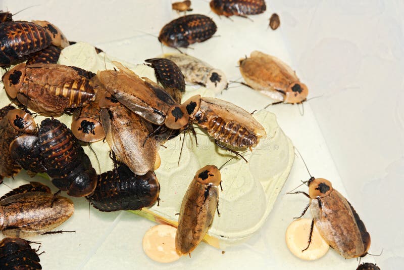 Winged cockroaches stock image. Image of arthropoda, giant - 43512001