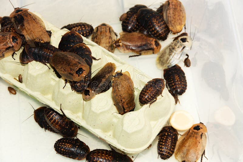 Winged cockroaches stock image. Image of spiky, panama - 43512007