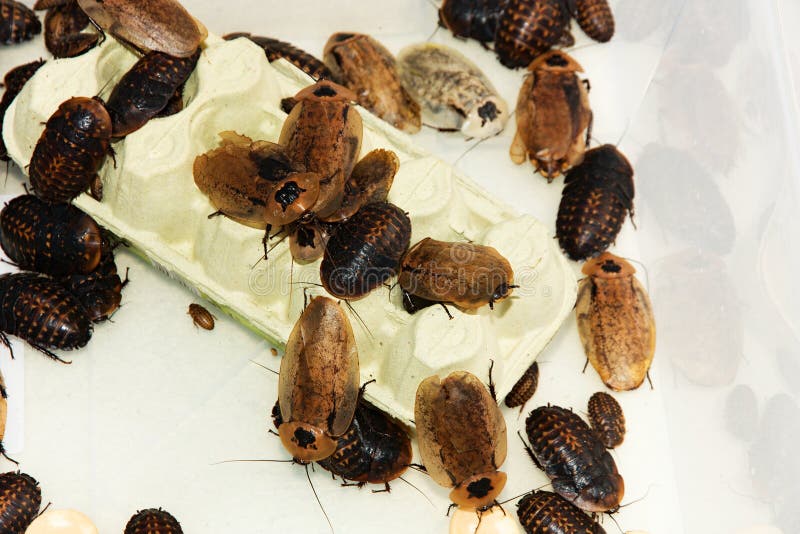 Winged cockroaches stock image. Image of south, mixture - 43512023