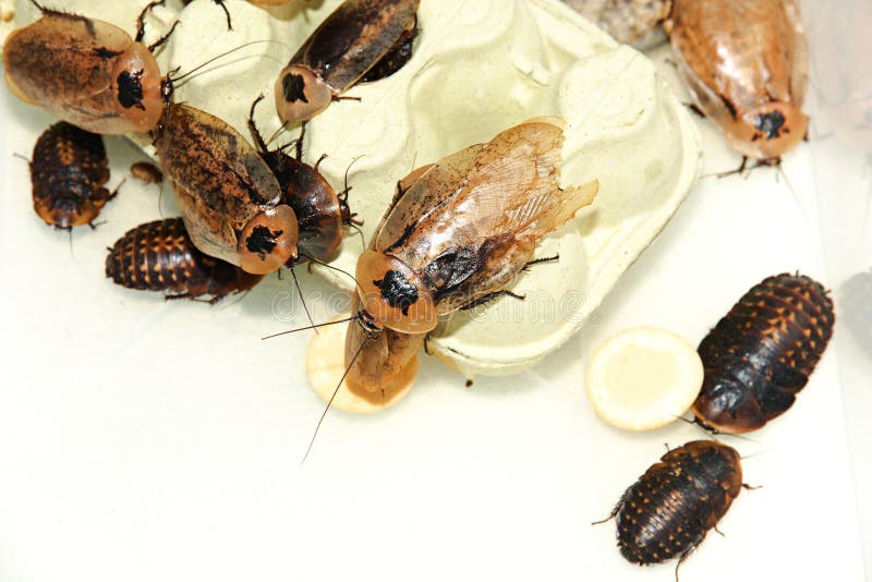 Winged cockroaches stock image. Image of central, panama - 43512025