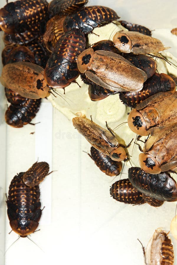 Winged cockroaches stock image. Image of spiky, panama - 43512007