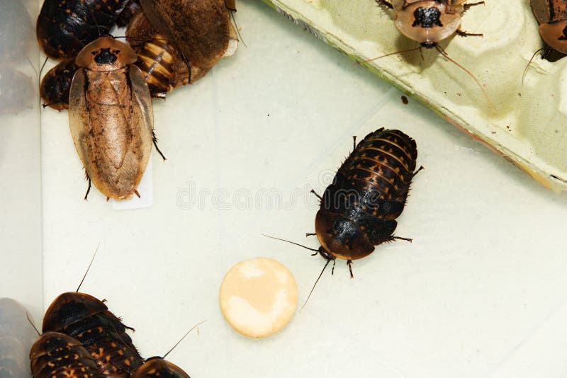 Winged cockroaches stock photo. Image of insect, central - 43512444