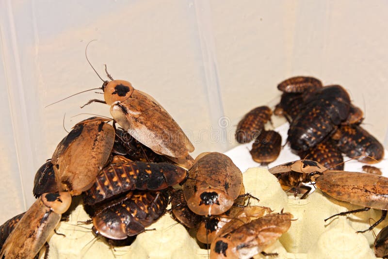 Winged cockroaches stock photo. Image of wing, dictyoptera - 43511824