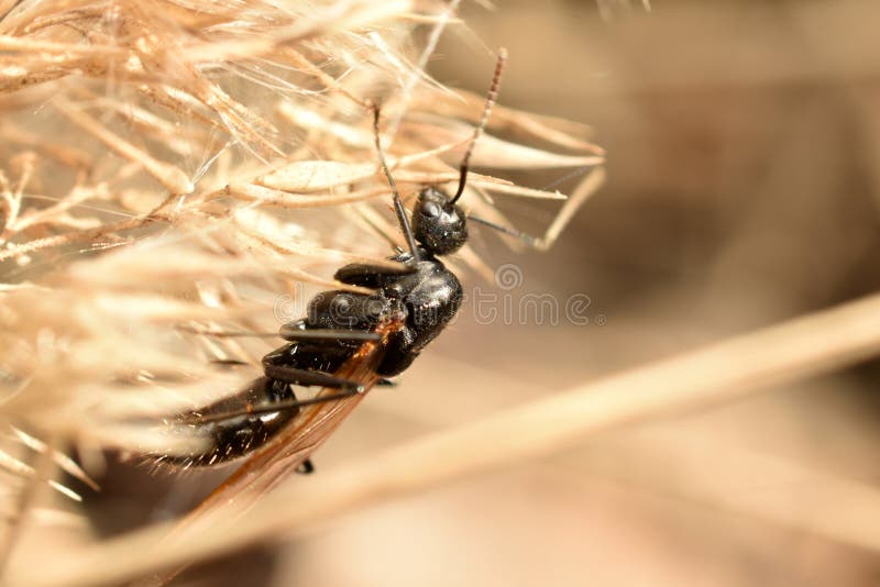 The Winged Queen Ant Sits on the Grass. Stock Photo - Image of isolated ...
