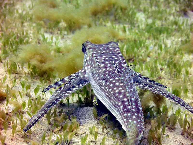 Winged Fish stock image. Image of saltwater, wings, ocean - 41935275