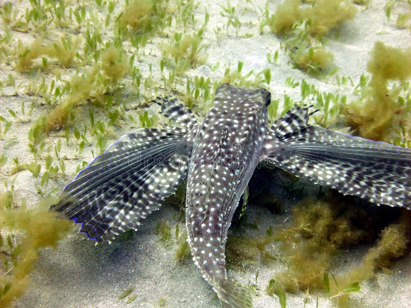 Winged Fish stock image. Image of tropics, fish, floor - 41935287