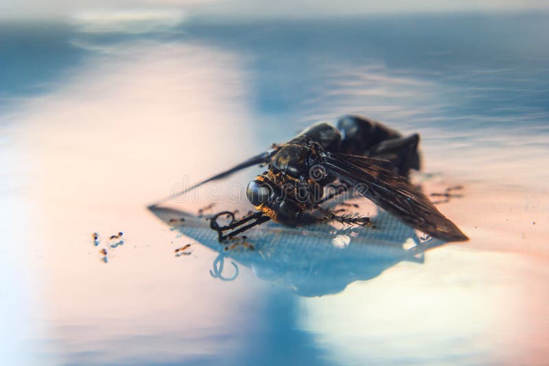 Winged insect laying dead stock photo. Image of close - 47037232
