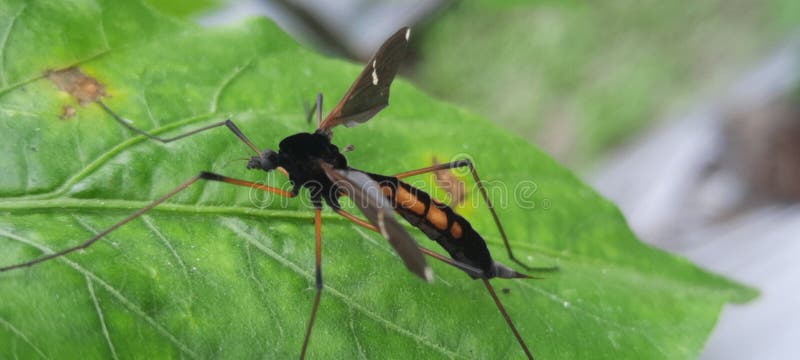 Winged Insect Pest on Green Leaves Stock Image - Image of damselfly ...