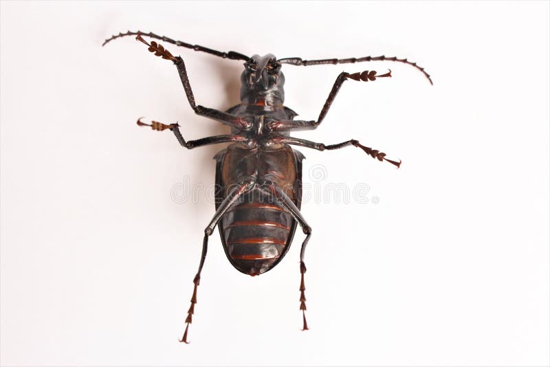 238 Upside Down Beetle Insect Stock Photos - Free & Royalty-Free Stock ...