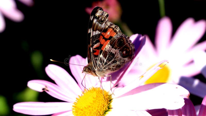 Winged insect stock image. Image of pollination, outside - 205480449