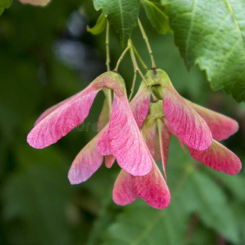 Winged Maple Seeds Resemble Flock of Red Butterflies Stock Photo ...