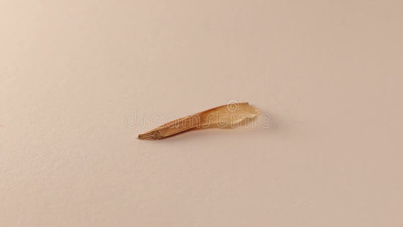 Winged Mature Maple Seed Isolated on White Background Single Maple Seed ...