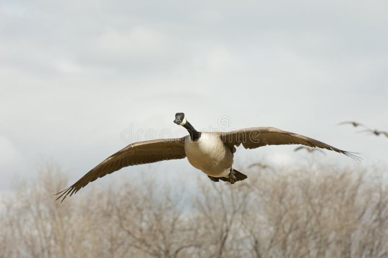 Winged Migration stock image. Image of water, wing, landing - 12815101