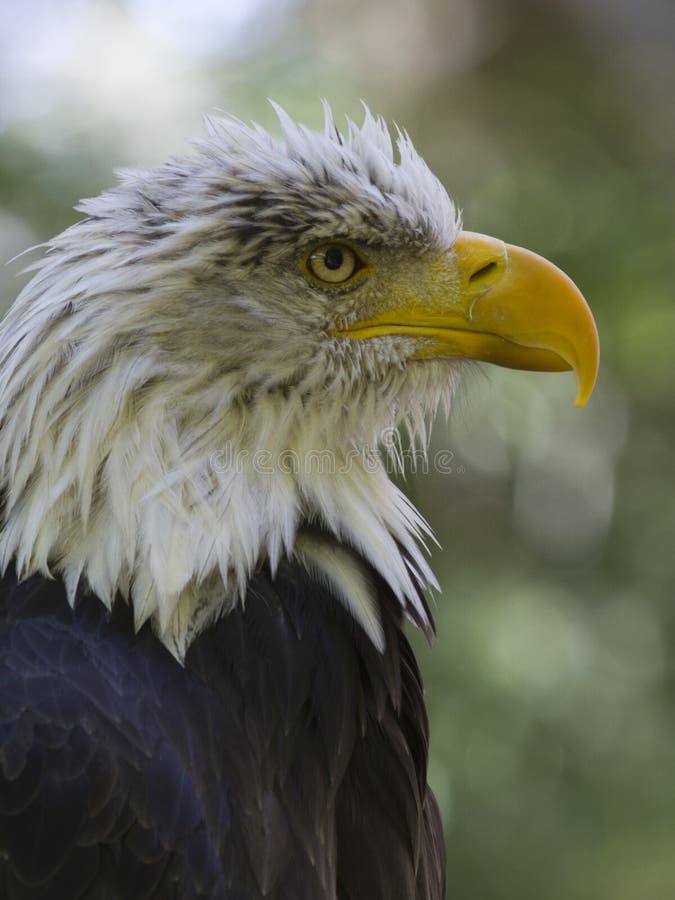 Winged predator stock photo. Image of prey, color, pride - 27908270