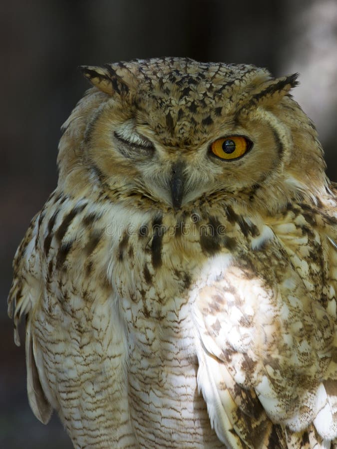 Winged predator stock photo. Image of prey, portrait - 27908282