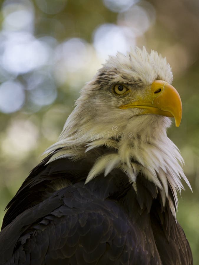 Winged predator stock photo. Image of animal, prey, feather - 27908298