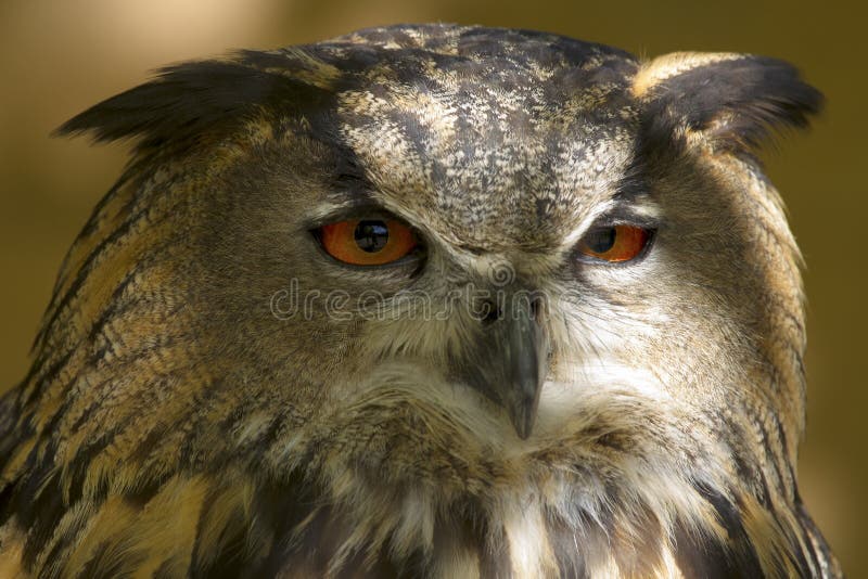 Winged predator stock image. Image of white, vertebrate - 28259261