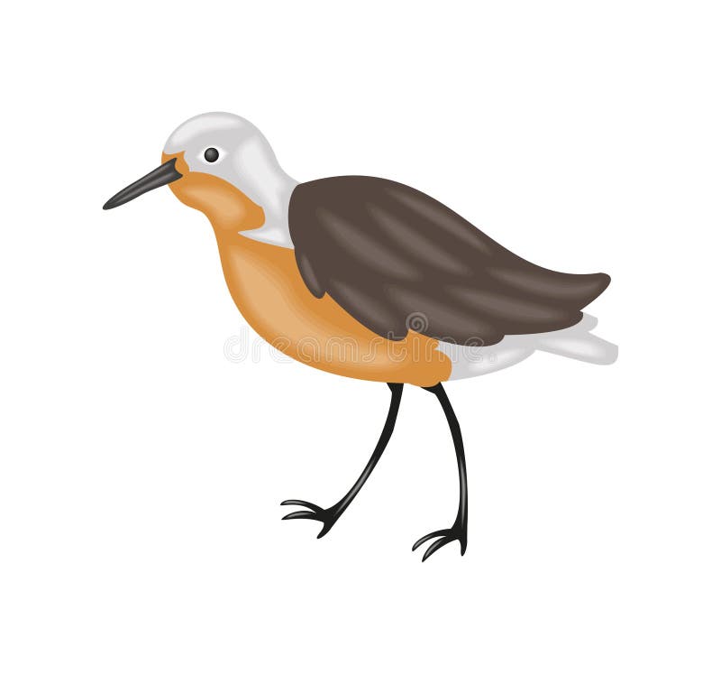 Sandpiper Stock Illustrations – 380 Sandpiper Stock Illustrations ...