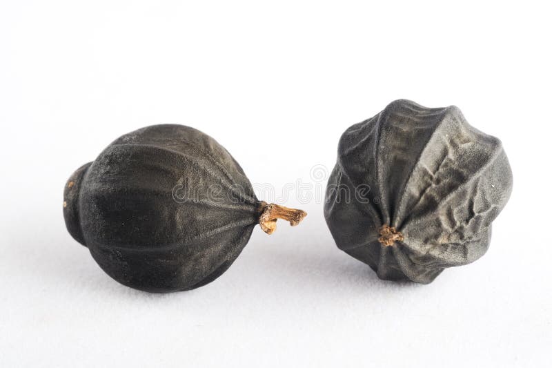 The winged seed stock image. Image of botany, natural - 31999121