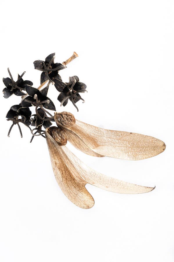 The winged seed stock image. Image of botany, natural - 31999121