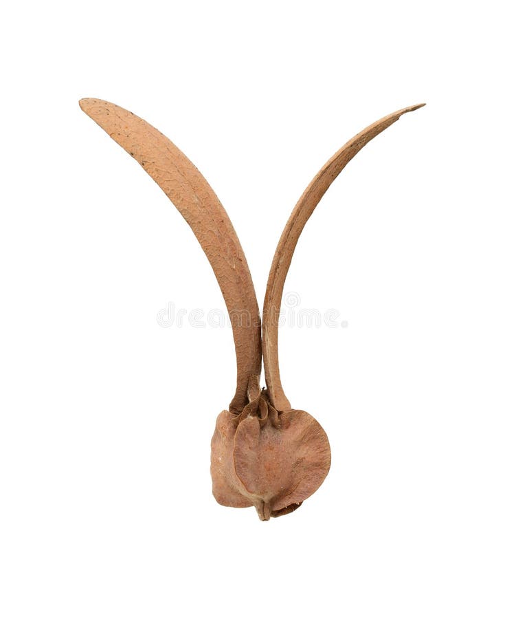 Winged Seed Pods and Leaves from a Maple Tree Stock Photo - Image of ...