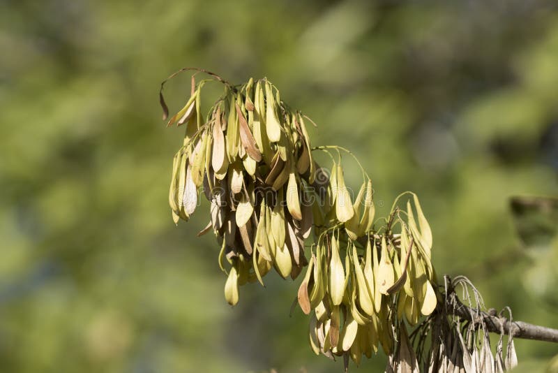 Seeds of the European Ash Tree Stock Image - Image of beauty, winged ...