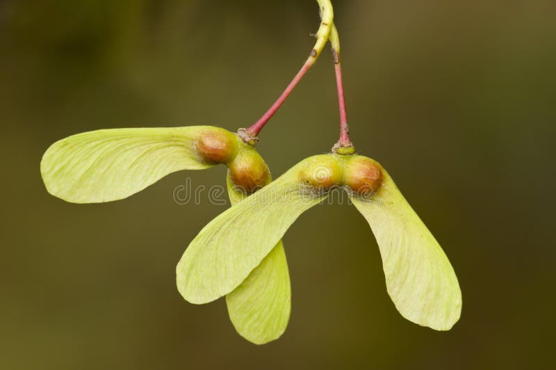 Winged seeds stock photo. Image of ornamental, breeding - 16034652