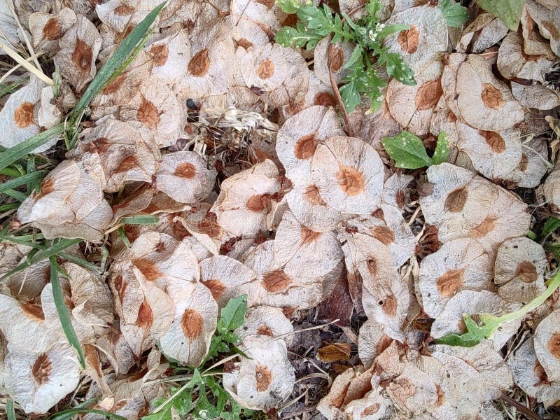 WInged Seeds on the Ground in Spring Stock Photo - Image of scattered ...