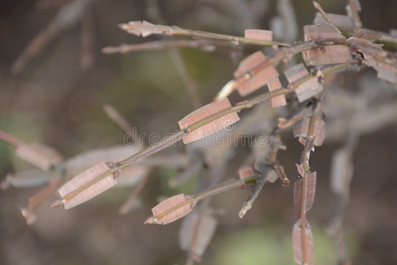 Winged spindle tree stock image. Image of pattern, branch - 144474673