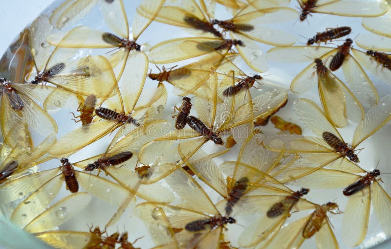 Termite Glass Stock Photos - Free & Royalty-Free Stock Photos from ...