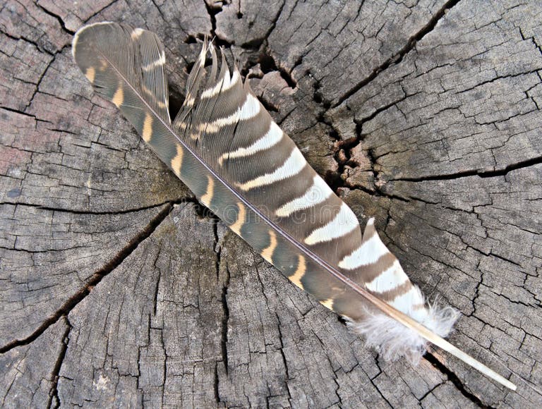 Wing brid stock image. Image of open, floral, beak, pirtch - 29866237