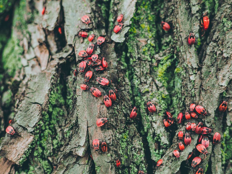 Wingless Blacksmith, Group of Insects on a Tree Stock Photo - Image of ...