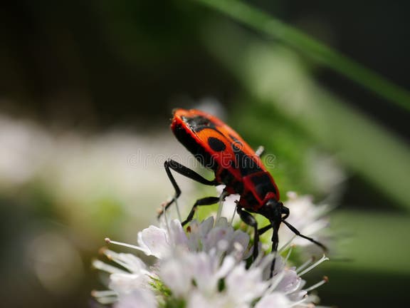 A Wingless Blacksmith on a White Flower Stock Image - Image of fauna ...