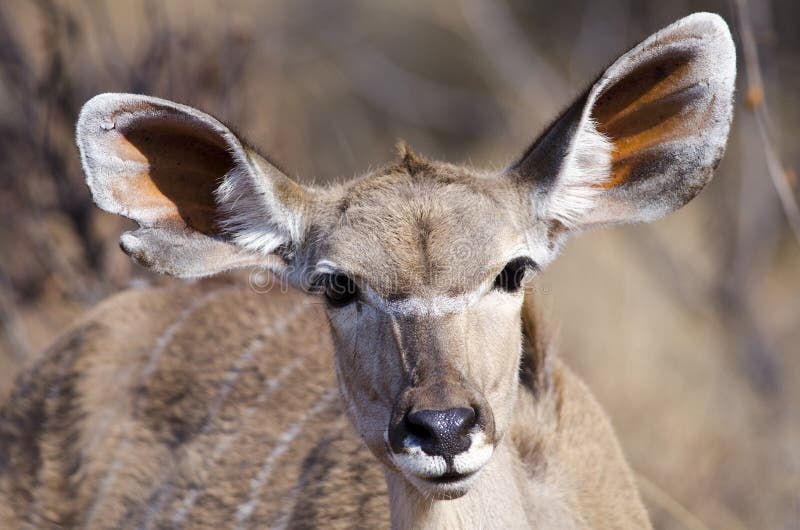 Wingnut stock image. Image of wildlife, alert, wild, browser - 34337093